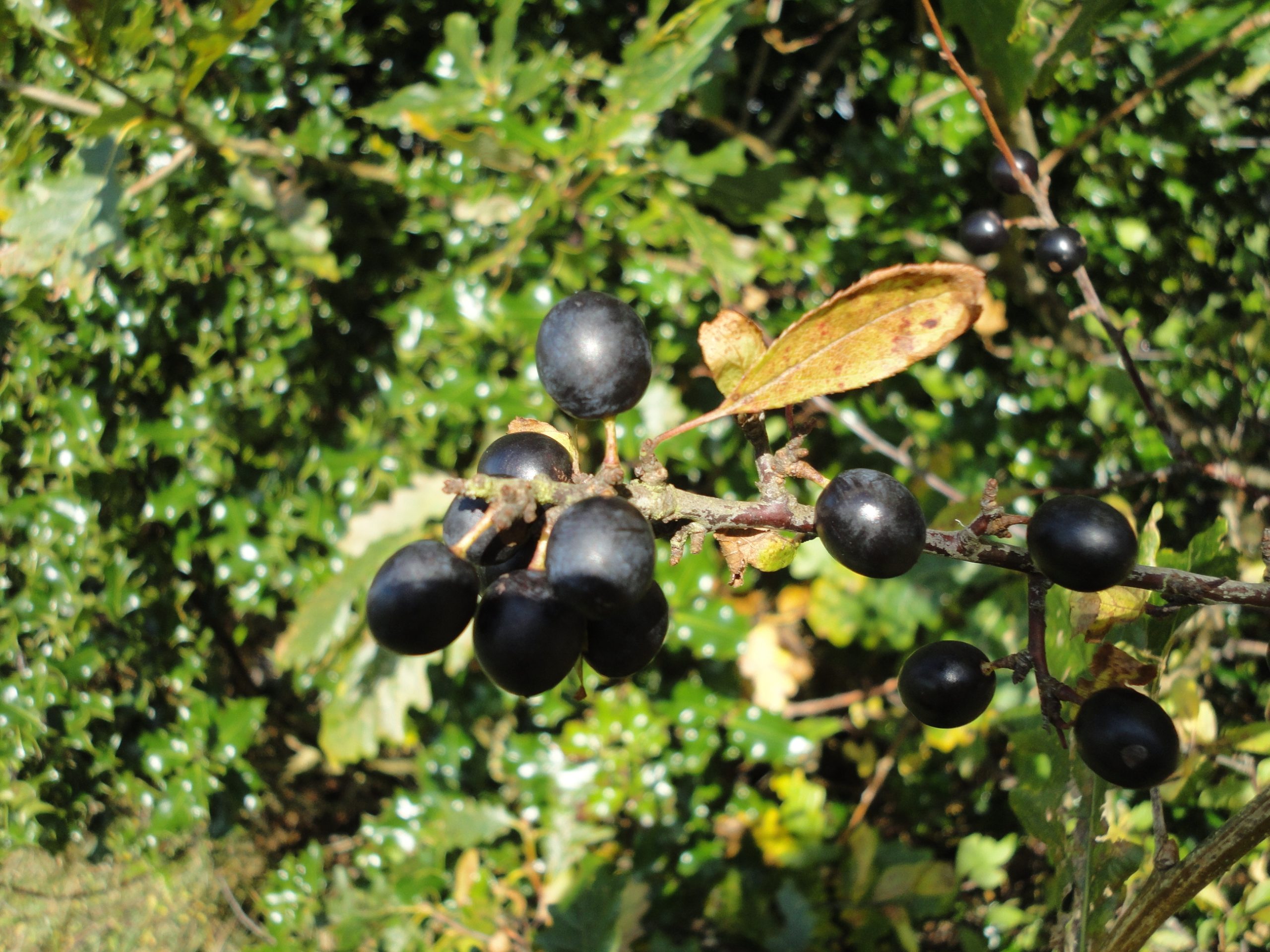 Sloe berries - Denmark Farm Conservation Centre