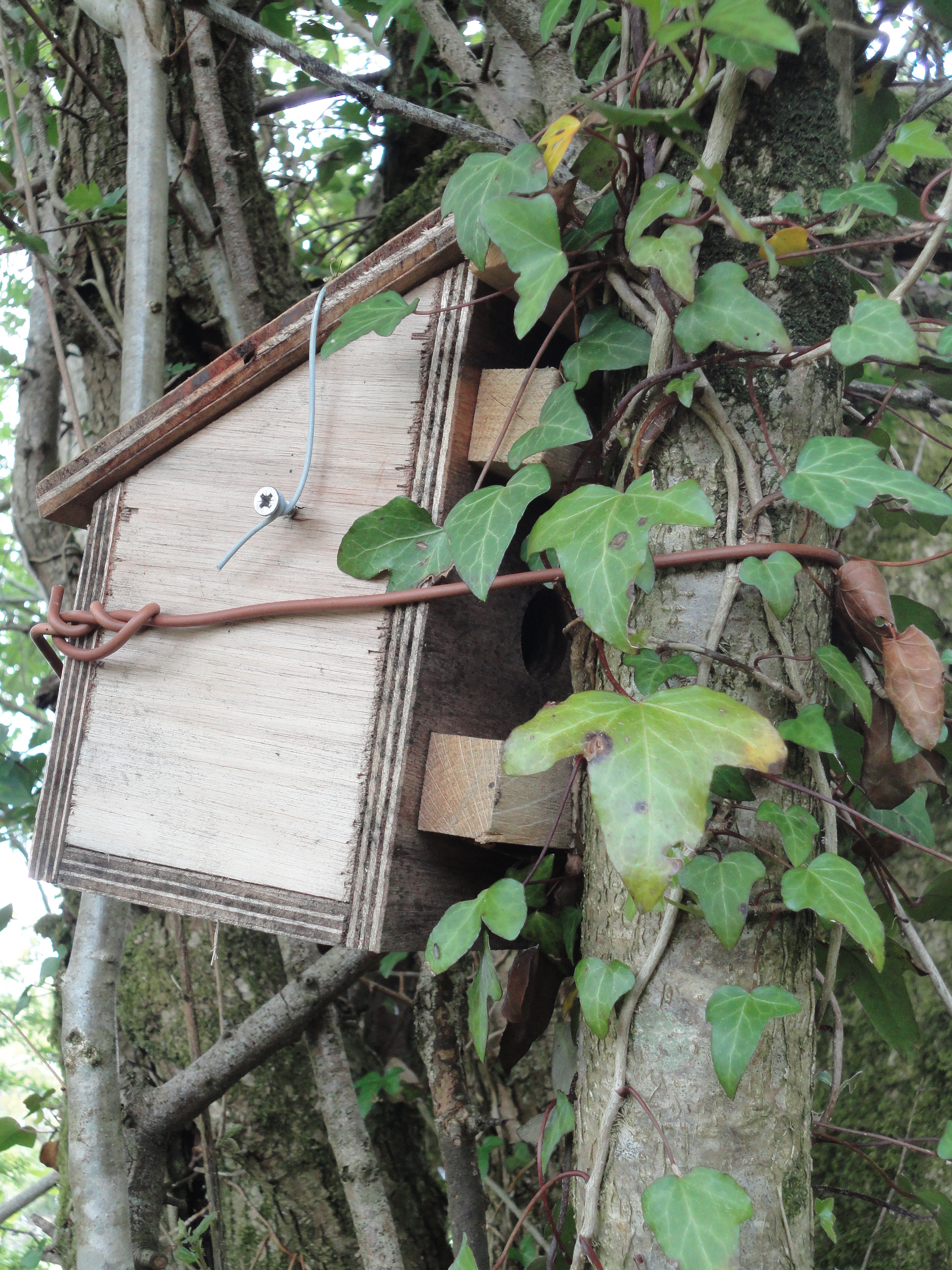 A Tale of Two Mice (and other monitoring projects) - Denmark Farm ...