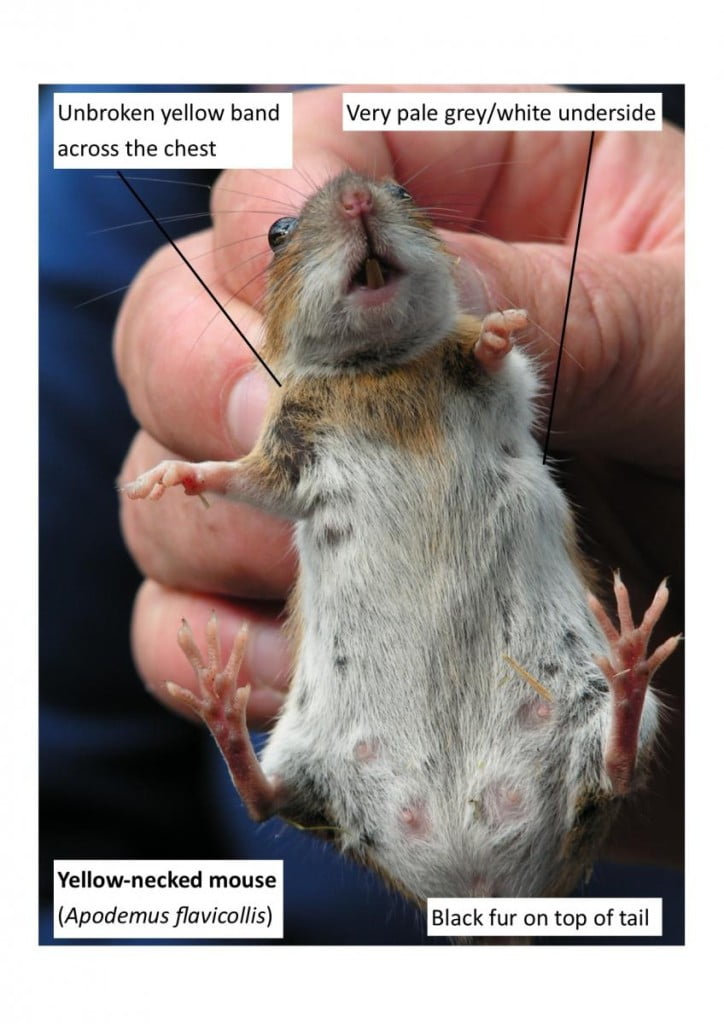Britain's Smallest Mouse Found at Denmark Farm - Denmark Farm ...