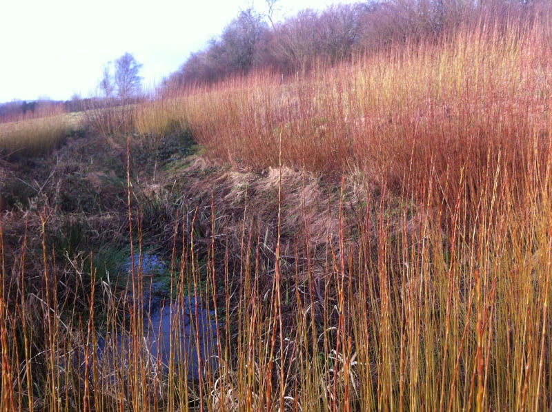 WET System - willow coppice - Denmark Farm Conservation Centre