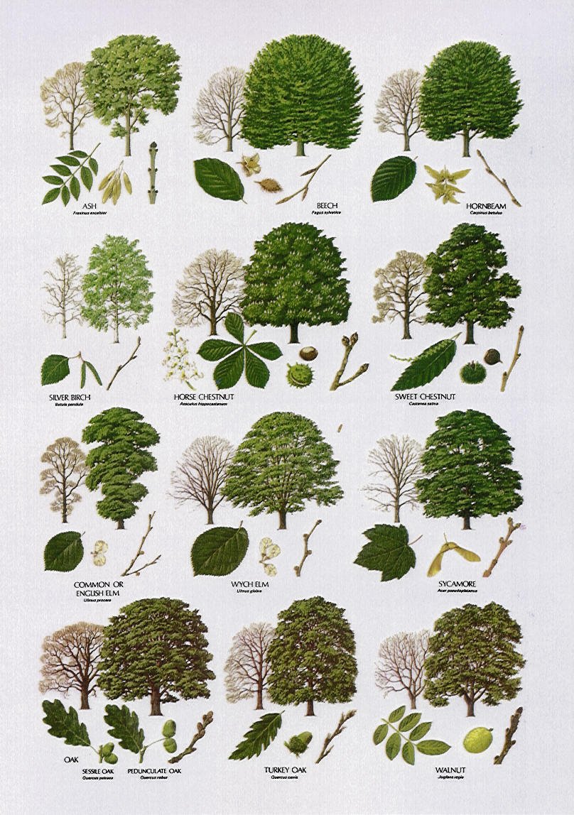 Summer Tree Identification Denmark Farm Conservation Centre Summer Tree Identification Denmark Farm Conservation Centre