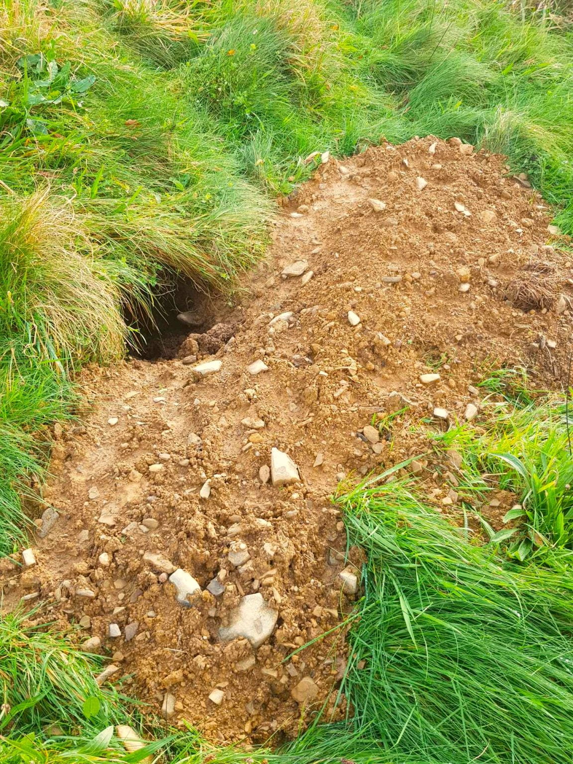 Understanding British Mammals: Mustelids, Canids and Ungulates ...